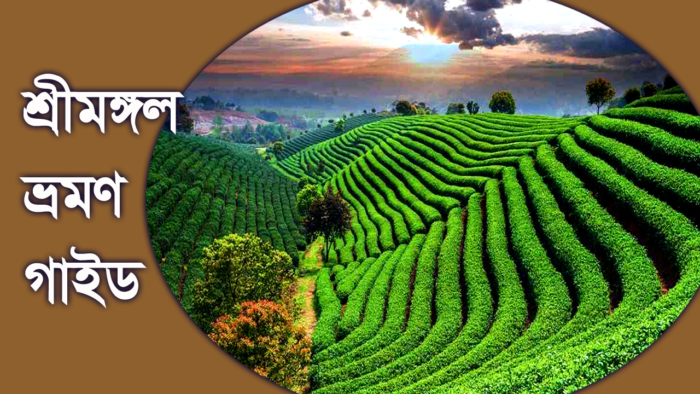 শ্রীমঙ্গল চা বাগান sreemangal বিস্তারিত ভ্রমণ গাইড - Prethibi.com